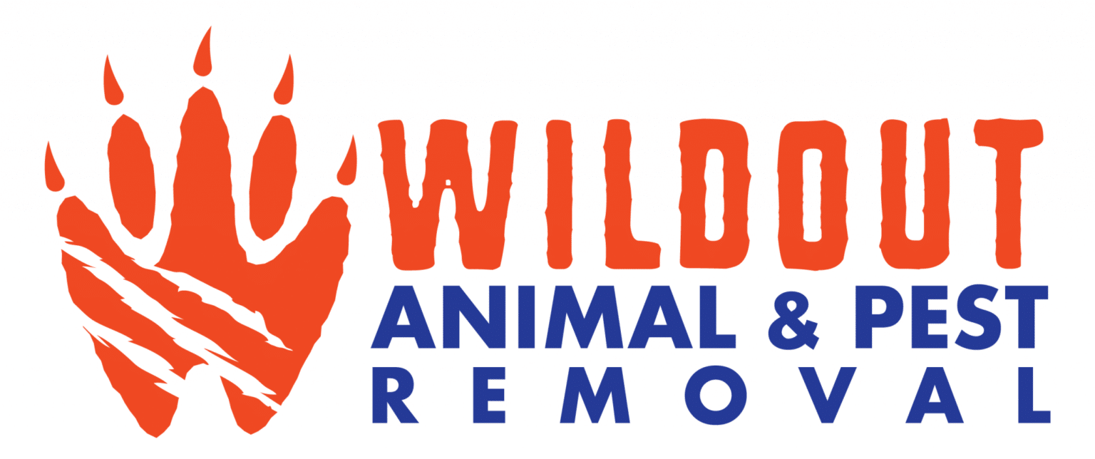 How to Use Vinegar as Mice Repellent | Where to Apply, Pros, Cons