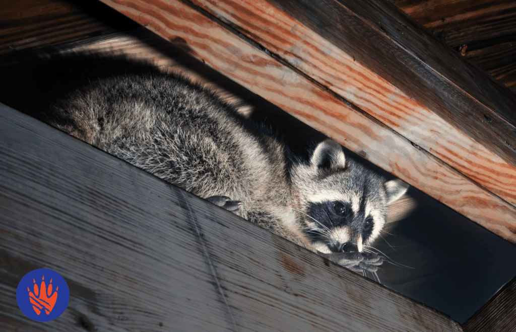 Keeping Your Home Safe From Pests During A Storm - #1 Wildlife Removal ...