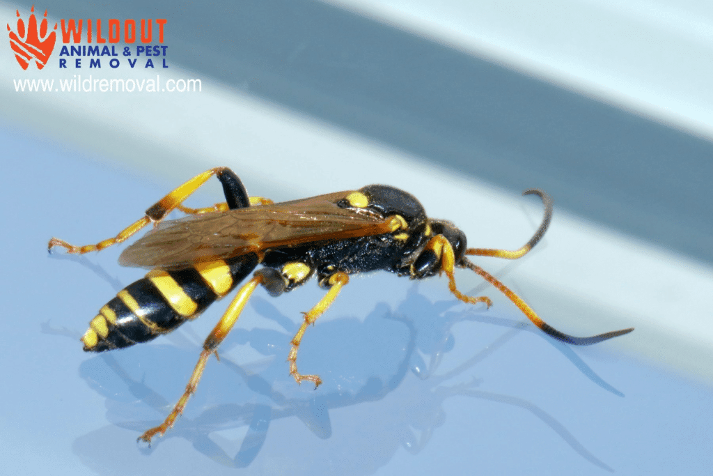 Five Fall Facts About Wasps - #1 Wildlife Removal & Pest Control ...