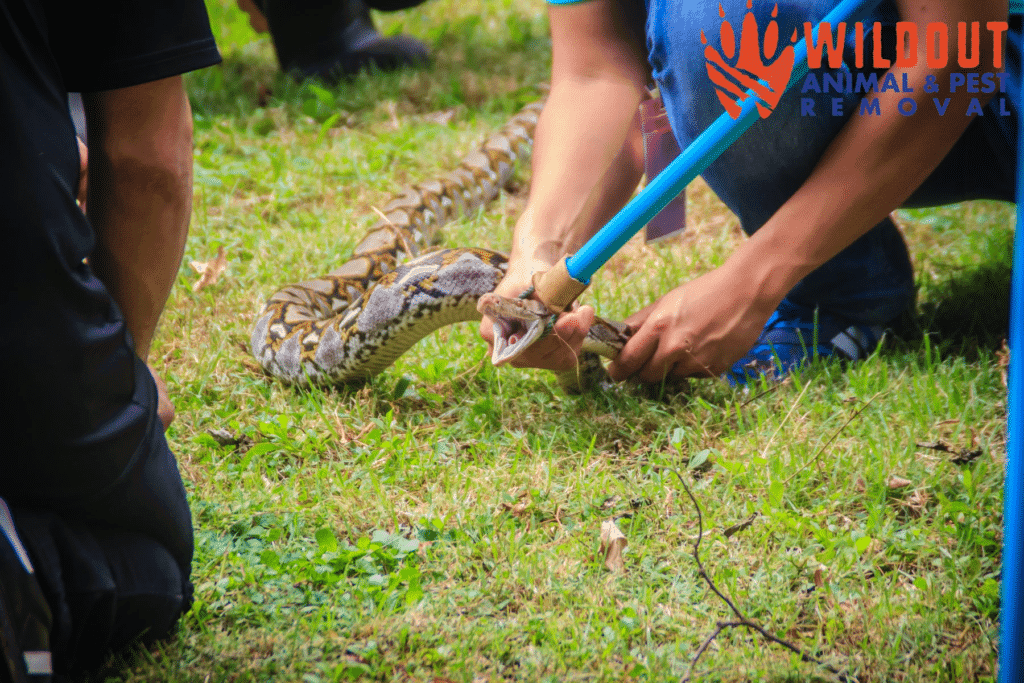 Florida May Use Drones to Fight Against Pythons - #1 Wildlife Removal ...