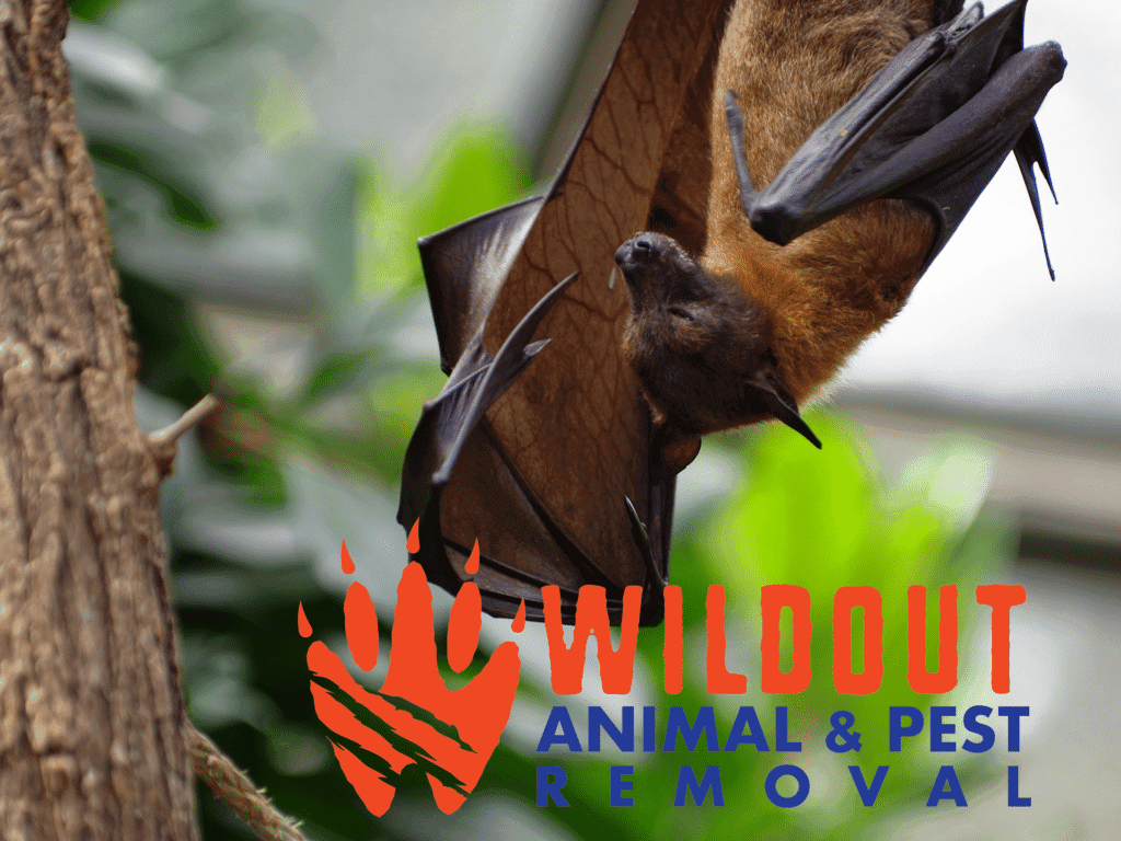 Steps in How We Ensure Bats Do Not Return to Your Home - #1 Wildlife ...