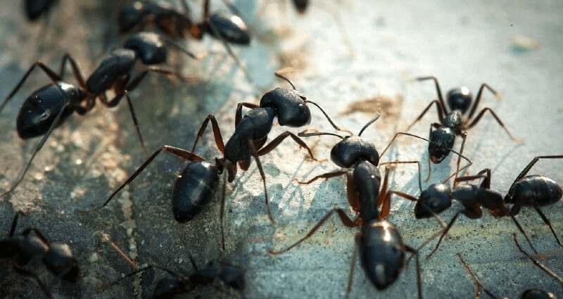Ant Control & Extermination - #1 Wildlife Removal & Pest Control ...